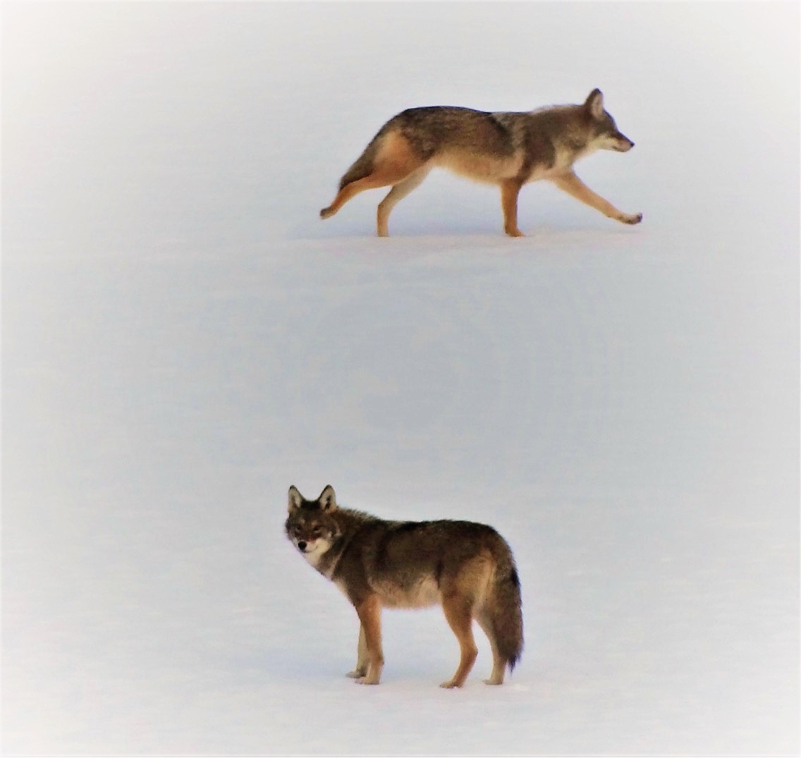Citizen science vital to wolf research | Bancroft this Week