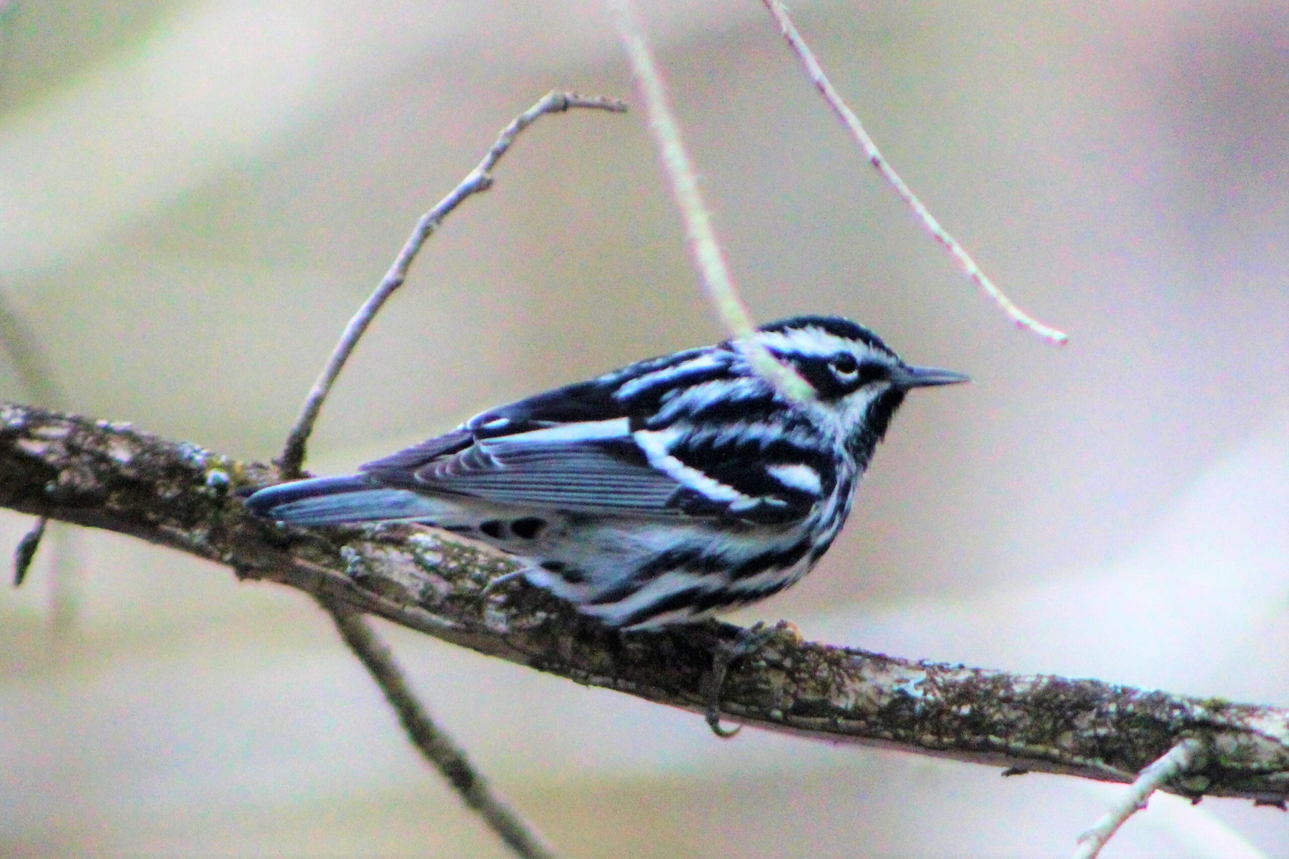 Tasting music | Bancroft this Week