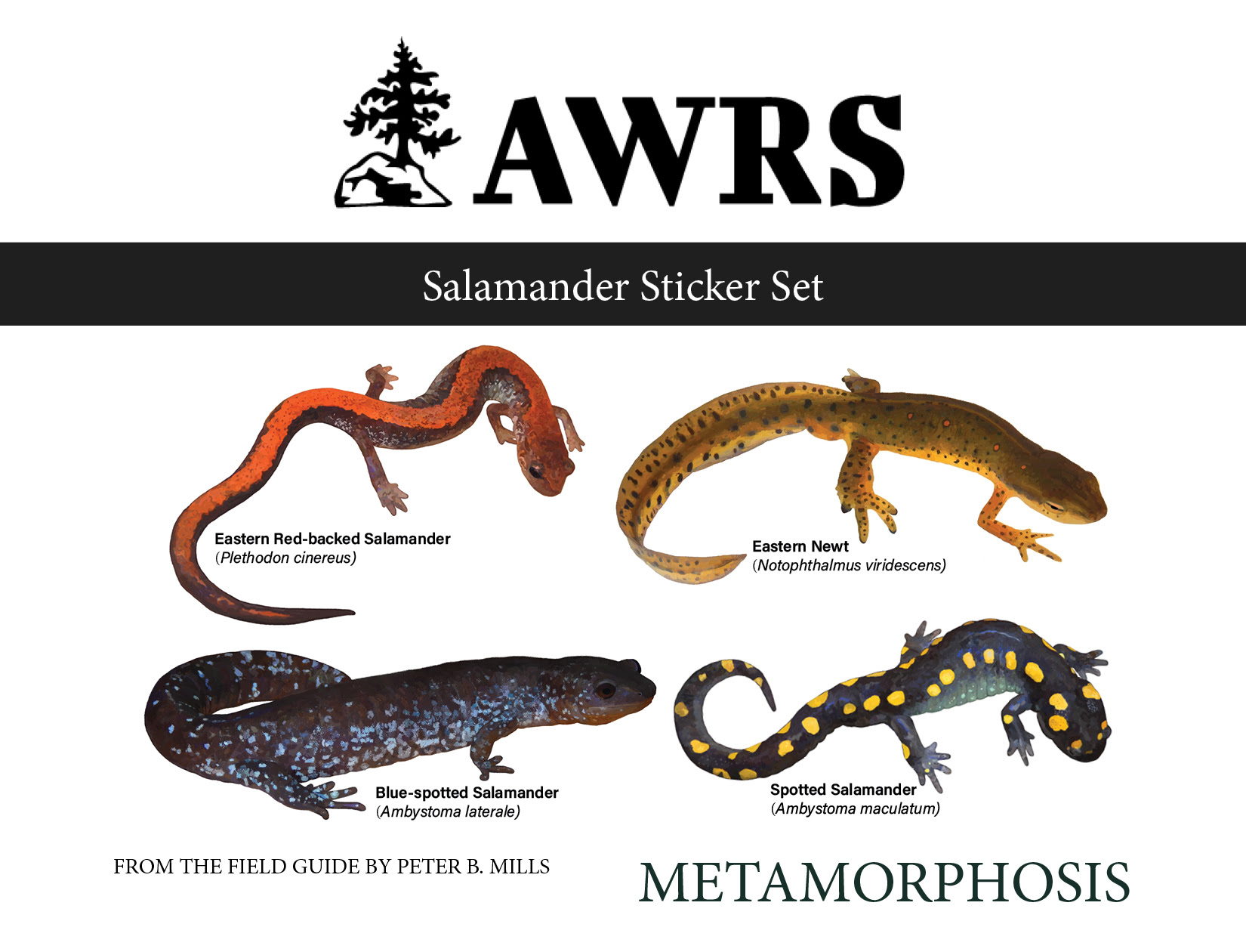 Salamander stickers in hot demand | Bancroft this Week
