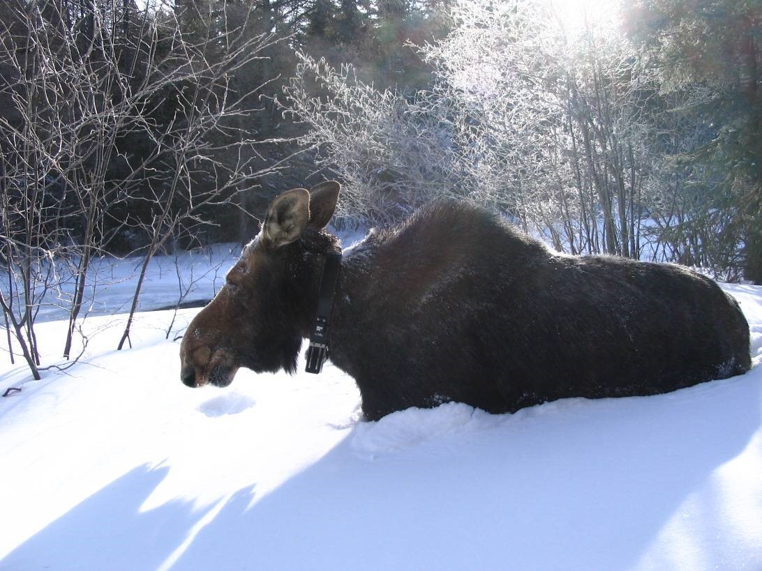 Counting moose numbers in Bancroft | Bancroft this Week