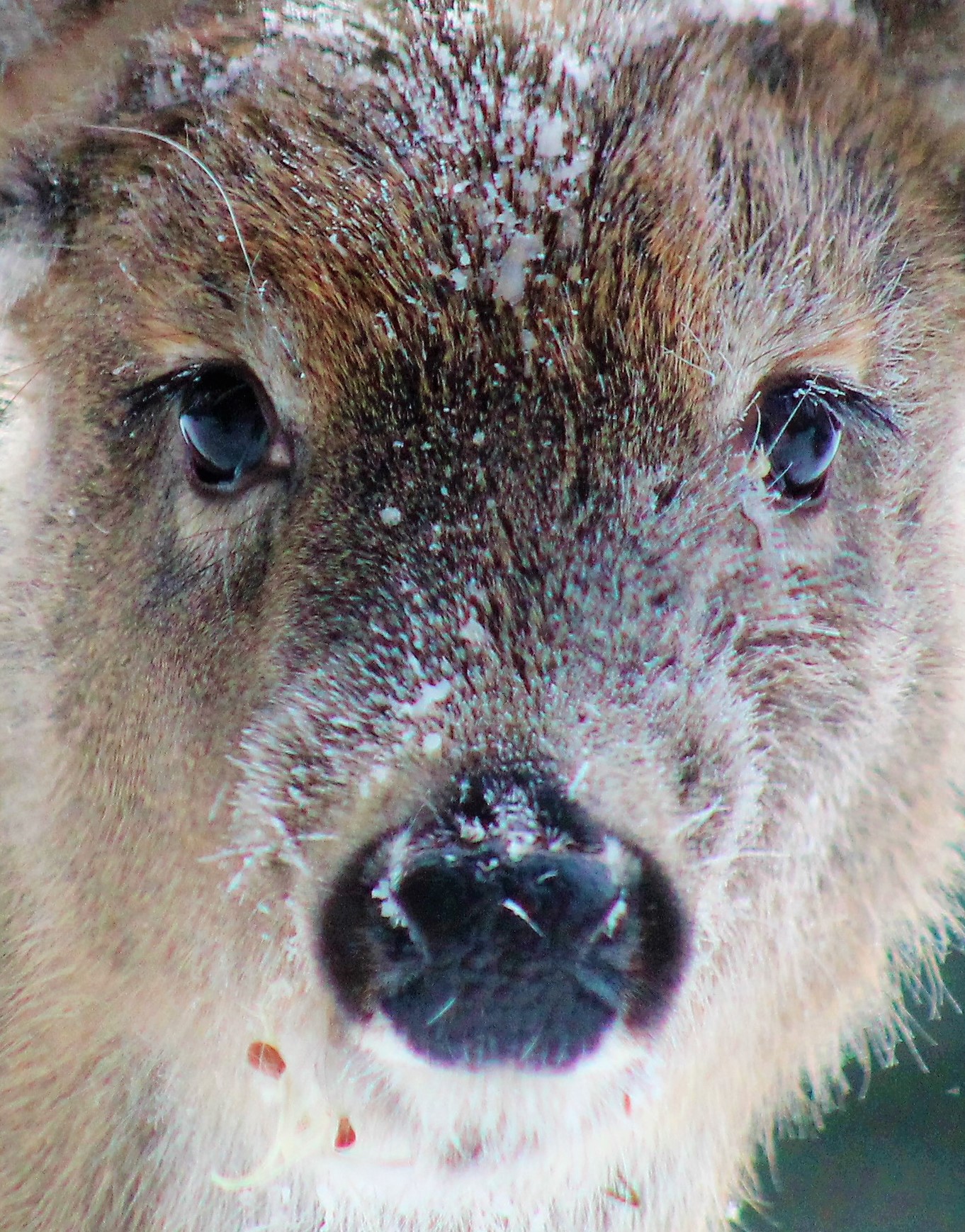 Speaking freely | Bancroft this Week