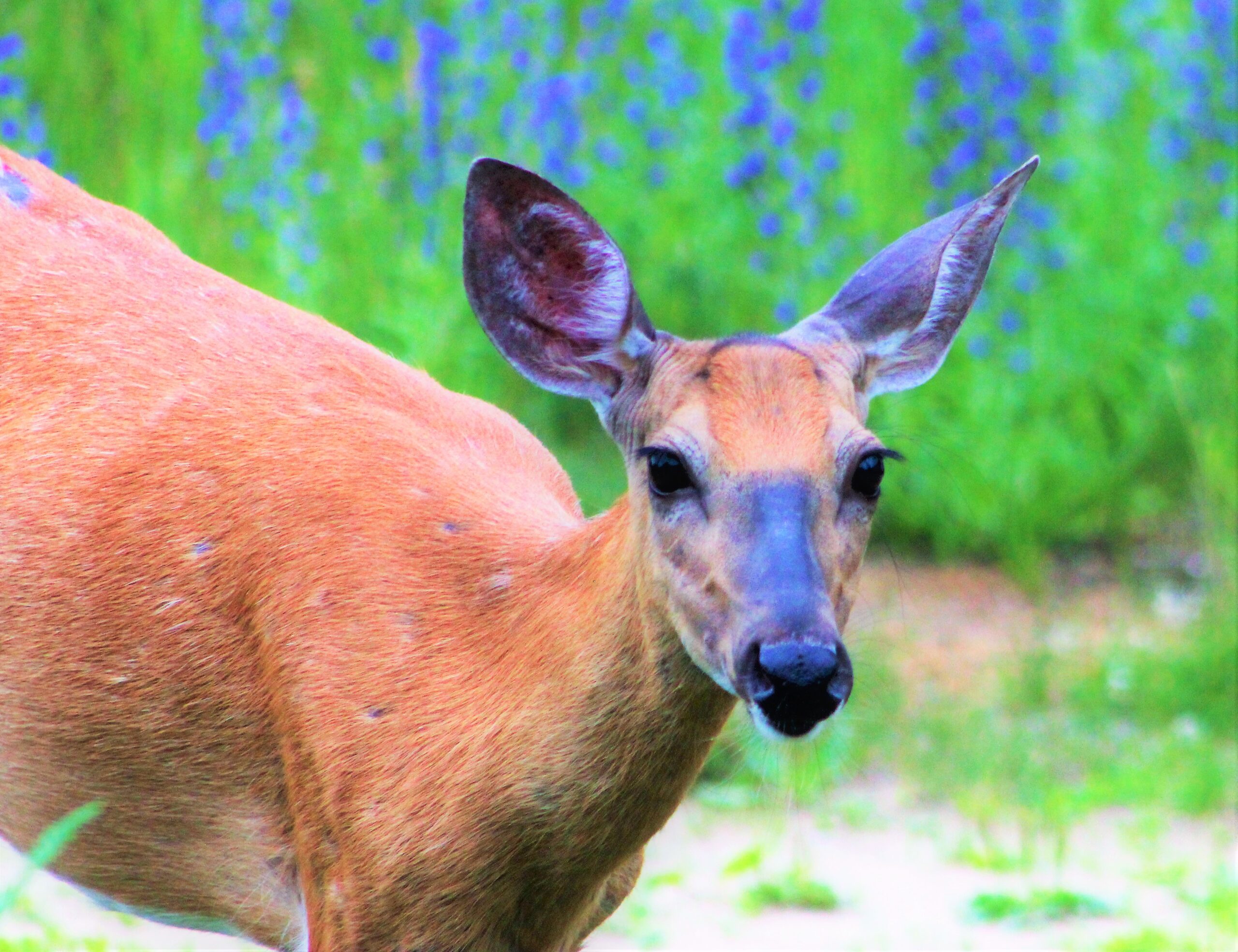 Another killer summer | Bancroft this Week