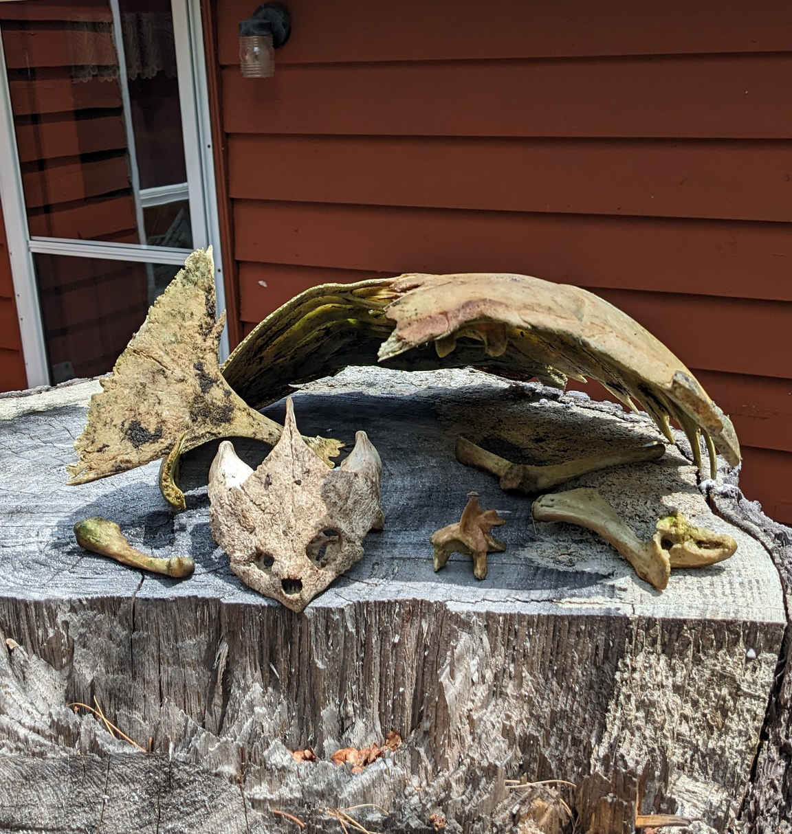 In memory of Grace | Bancroft this Week