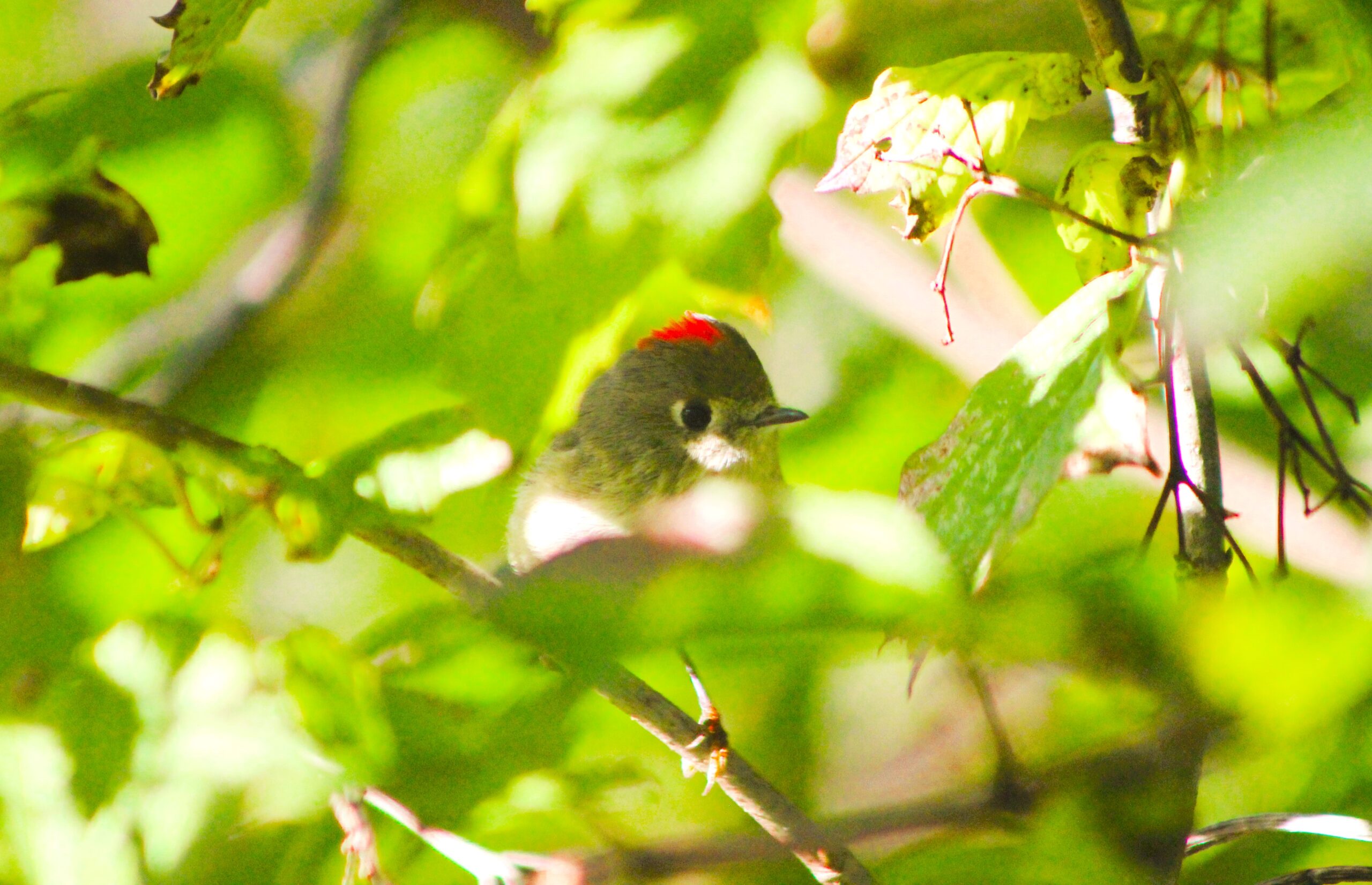 A climate of silence | Bancroft this Week