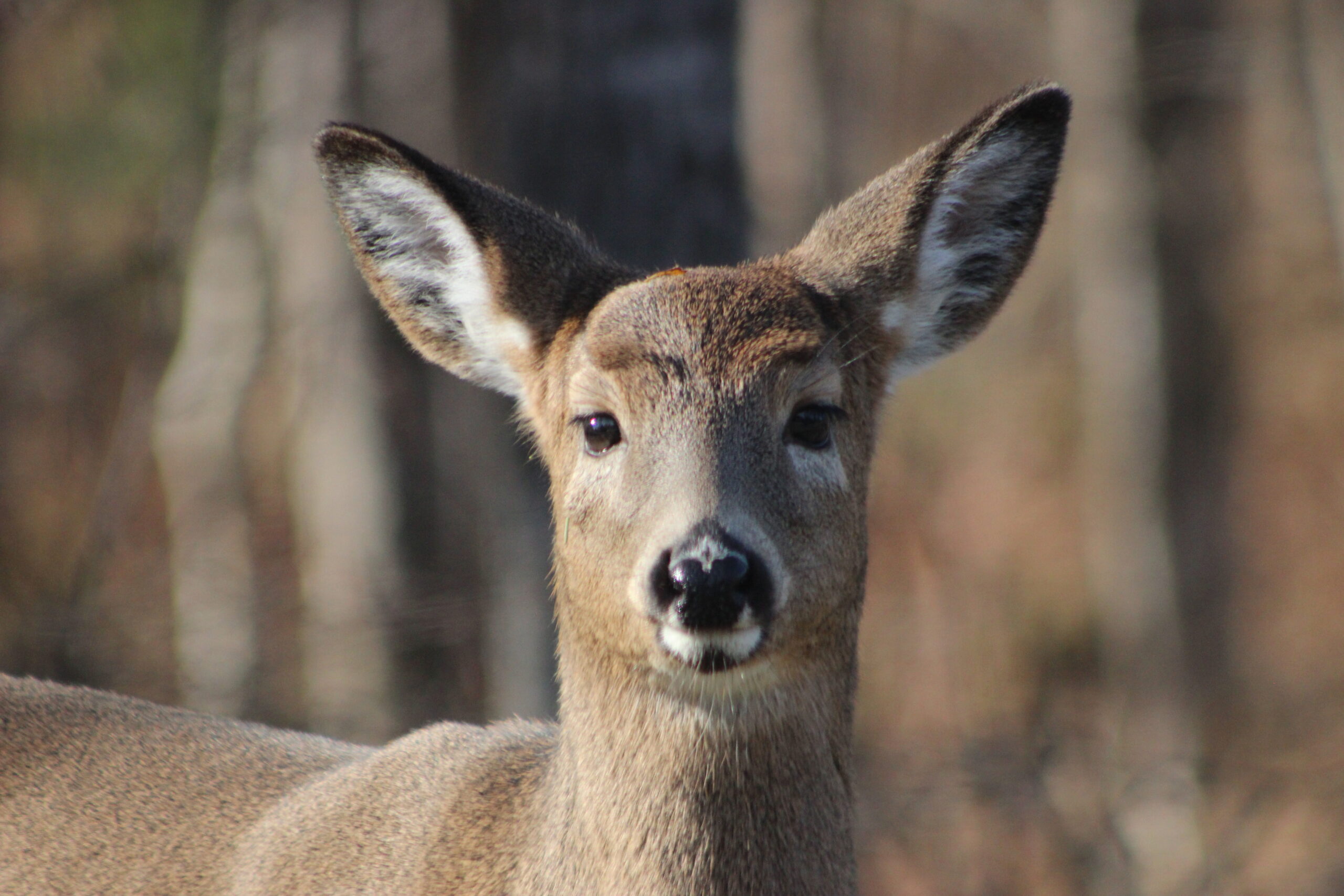 Threatening free speech | Bancroft this Week