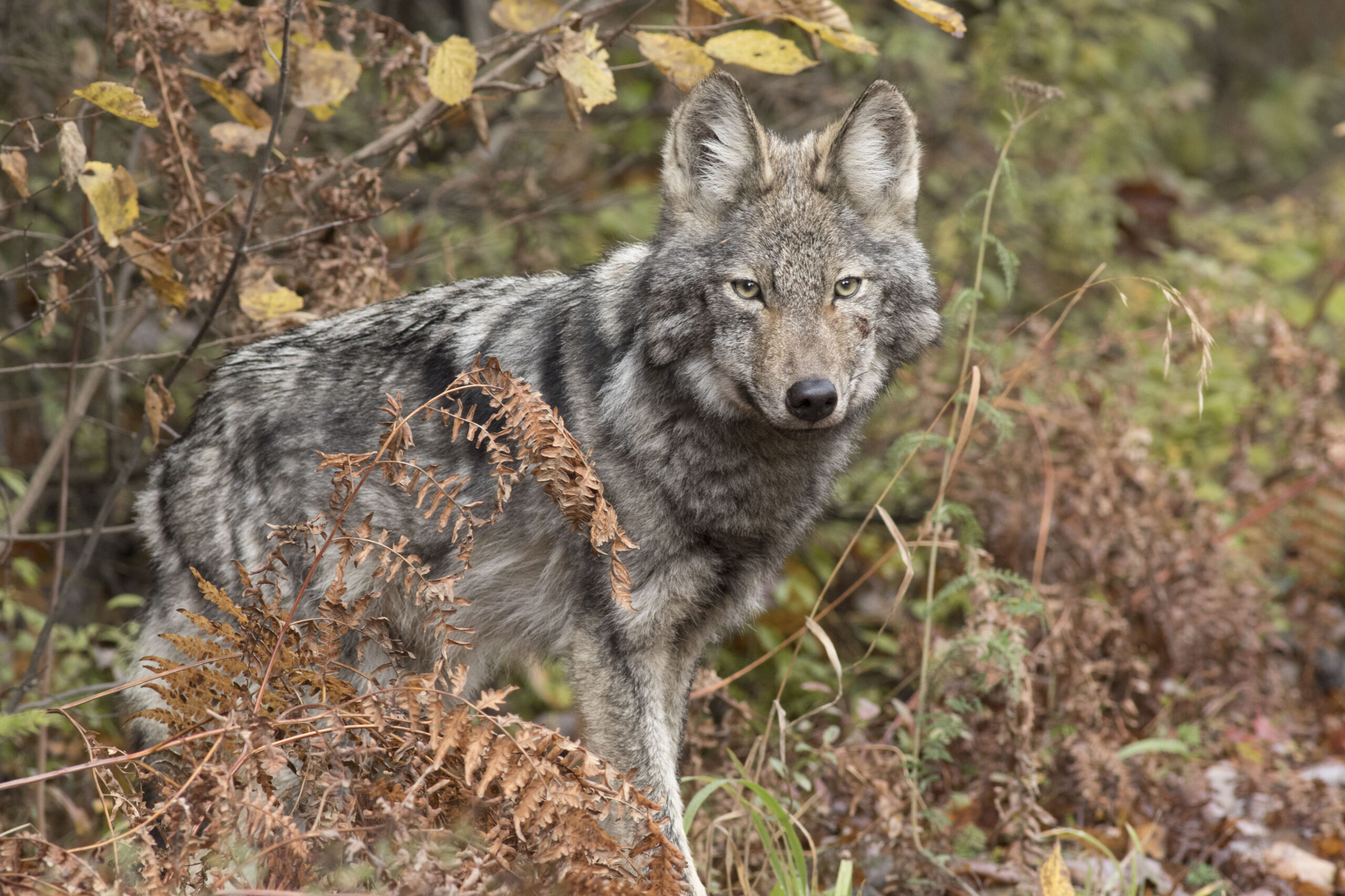 Bill-5 disregards the environment and Indigenous rights | Bancroft this ...